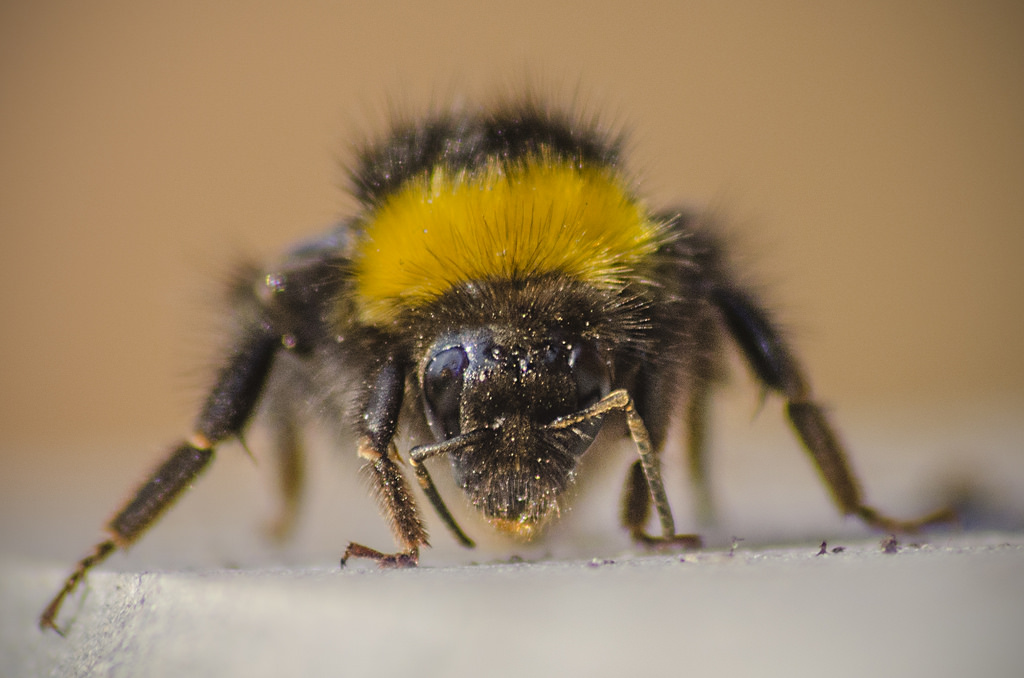 The Bee on My Knee and Listlessness Defined – Enthusiastically, Dawn